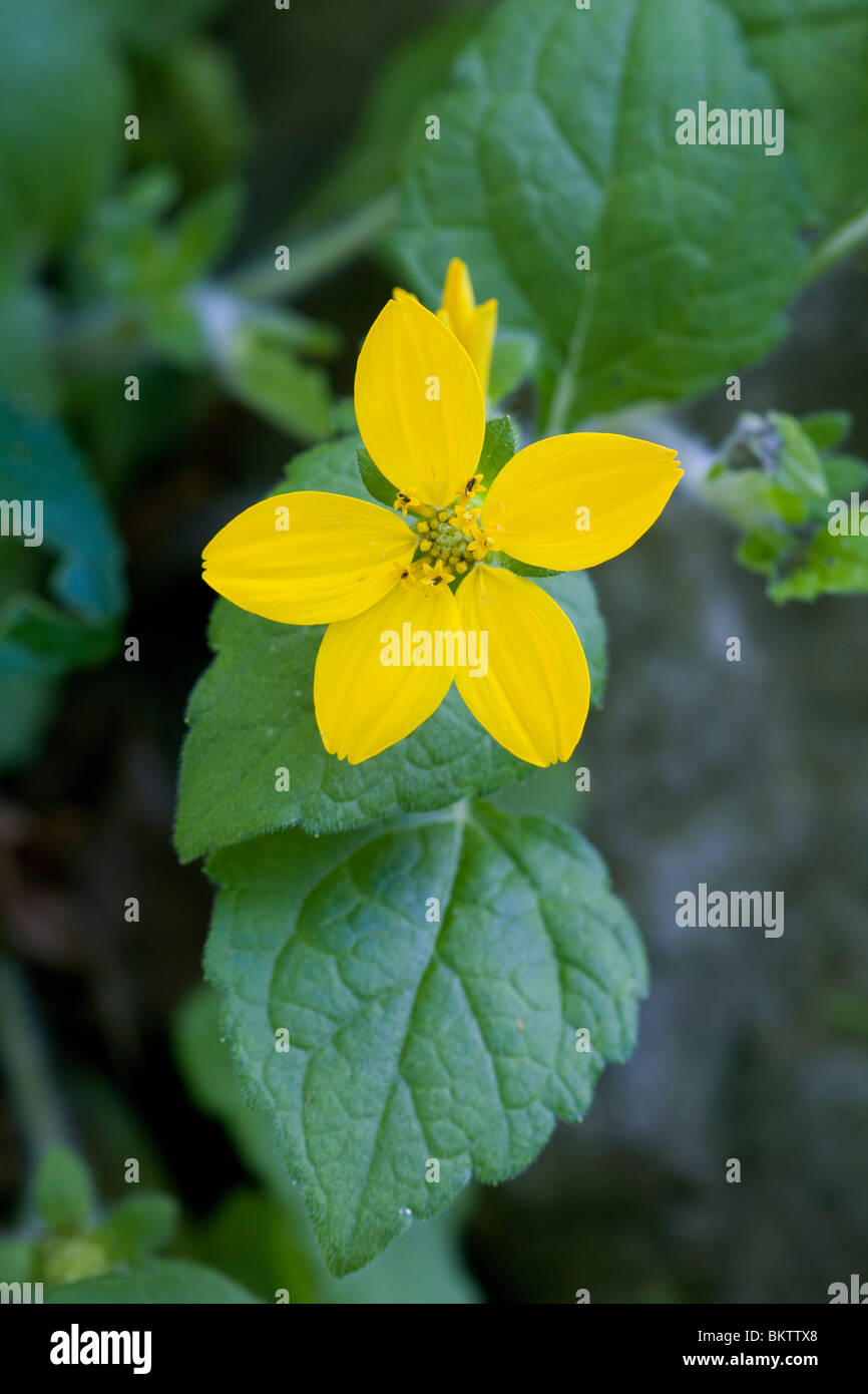 Goldenstar flower hi-res stock photography and images - Alamy