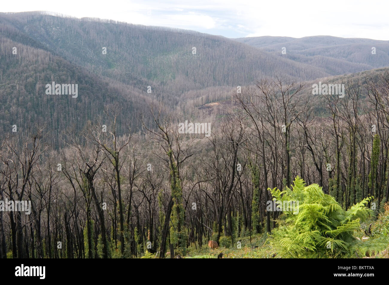 Bushfire australia regrowth hi-res stock photography and images - Alamy