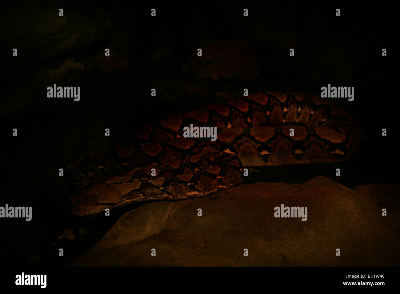 Night wildlife hi-res stock photography and images - Alamy