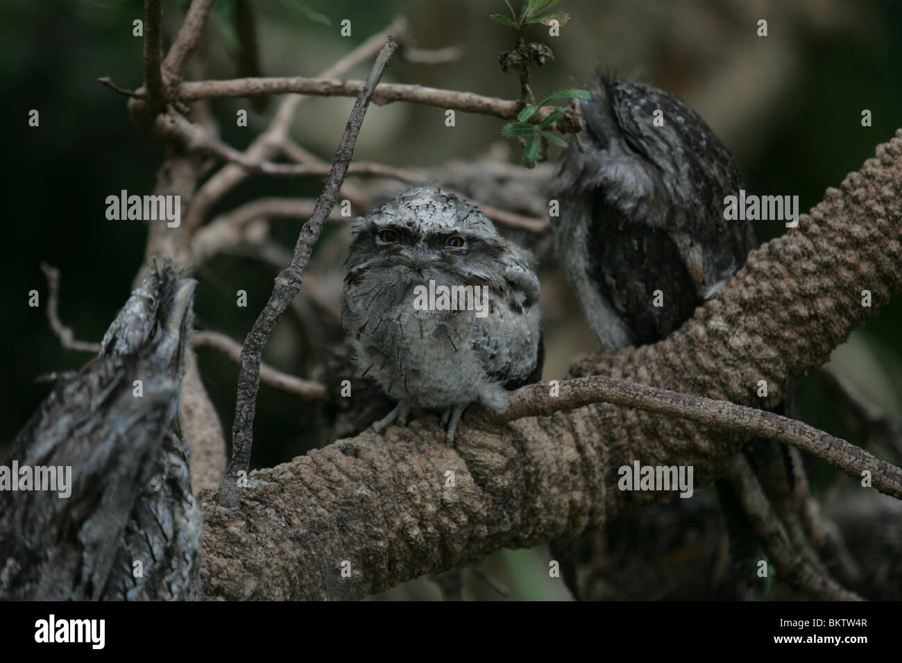 Australian Owls Stock Photos & Australian Owls Stock Images - Alamy