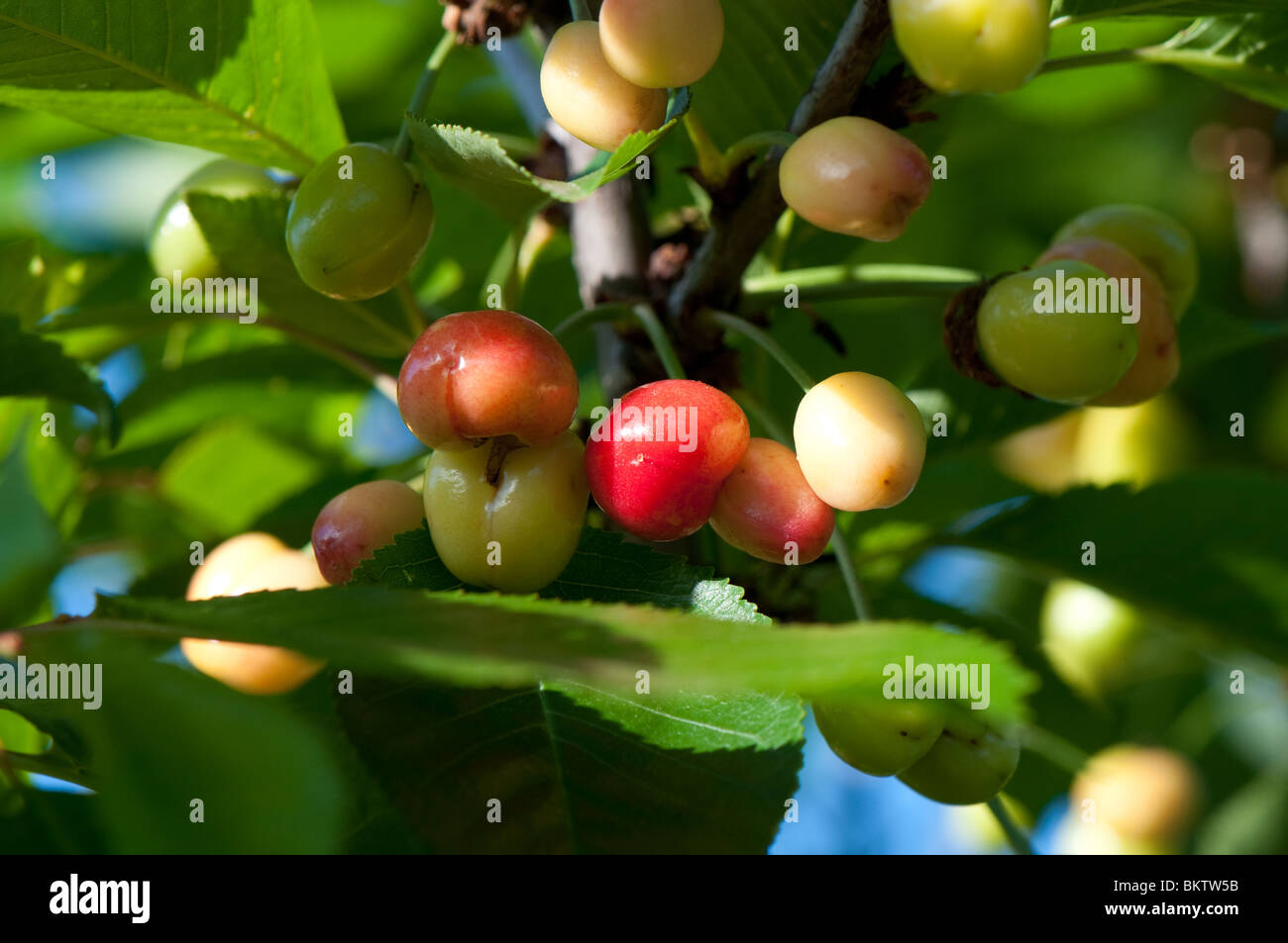 Bing cherries hi-res stock photography and images - Alamy