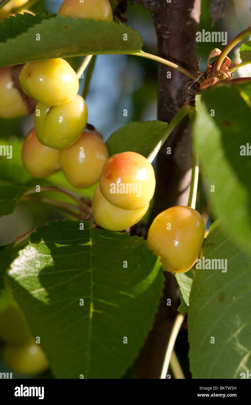 Bing cherries hi-res stock photography and images - Alamy