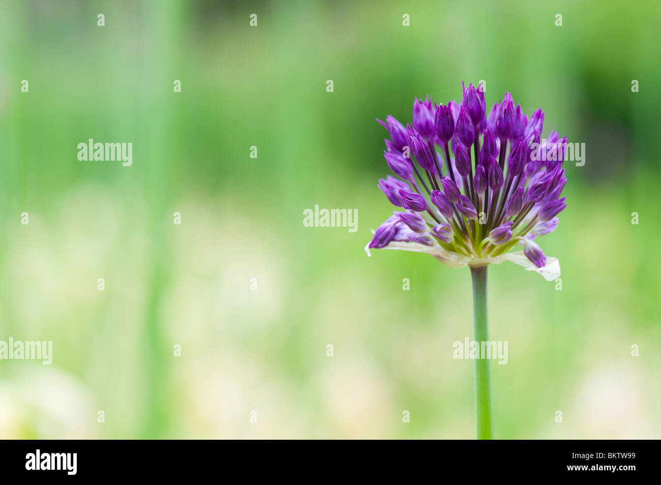 Allium hollandicum 'Purple Sensation'. Ornamental Onion flower opening ...