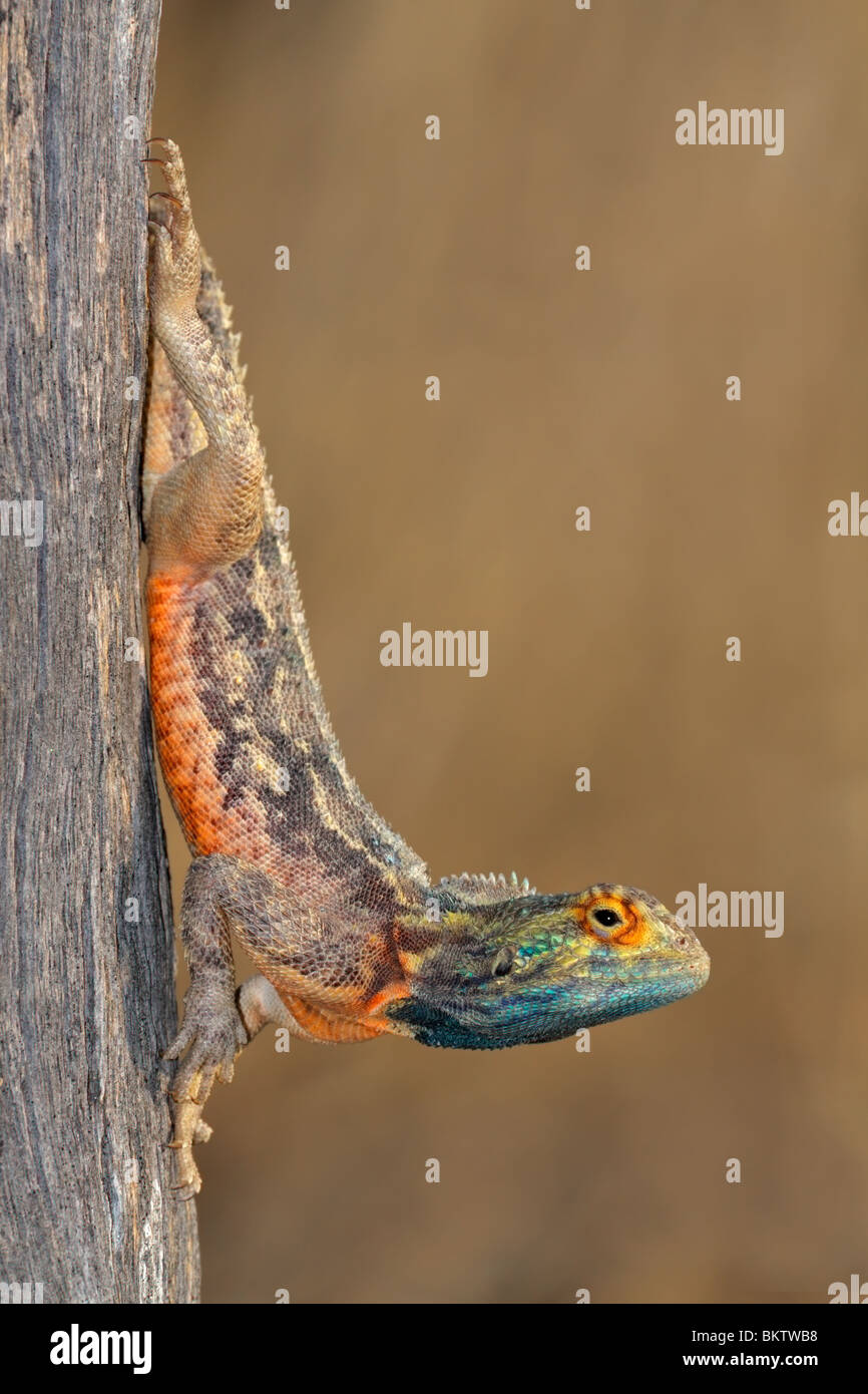 Male ground agama (Agama aculeata) in bright breeding colors, Kgalagadi ...