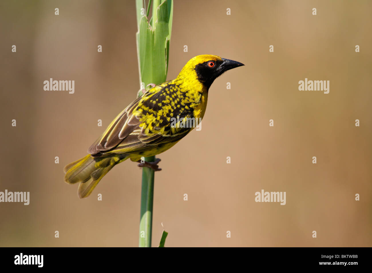 Male Spotted-backed weaver (Ploceus cucullatus), Kruger National Park ...