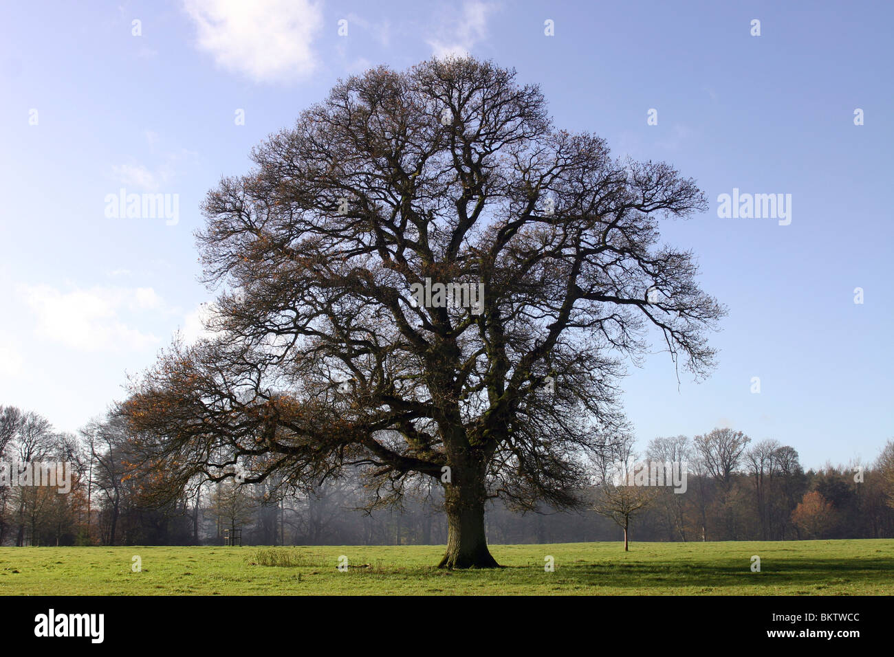 Lone tree in open countryside Stock Photo - Alamy