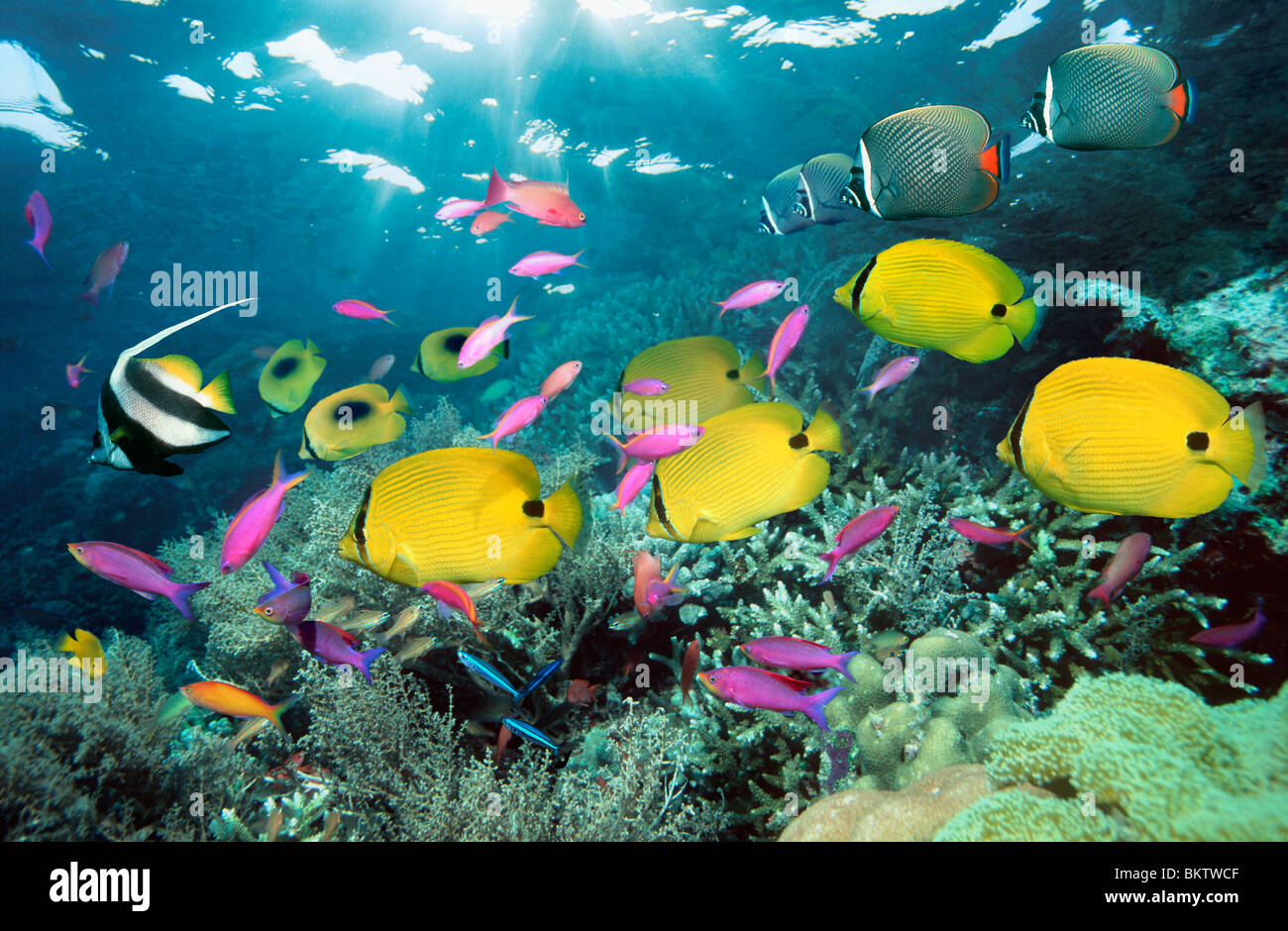 Collared butterflyfishes hi-res stock photography and images - Alamy