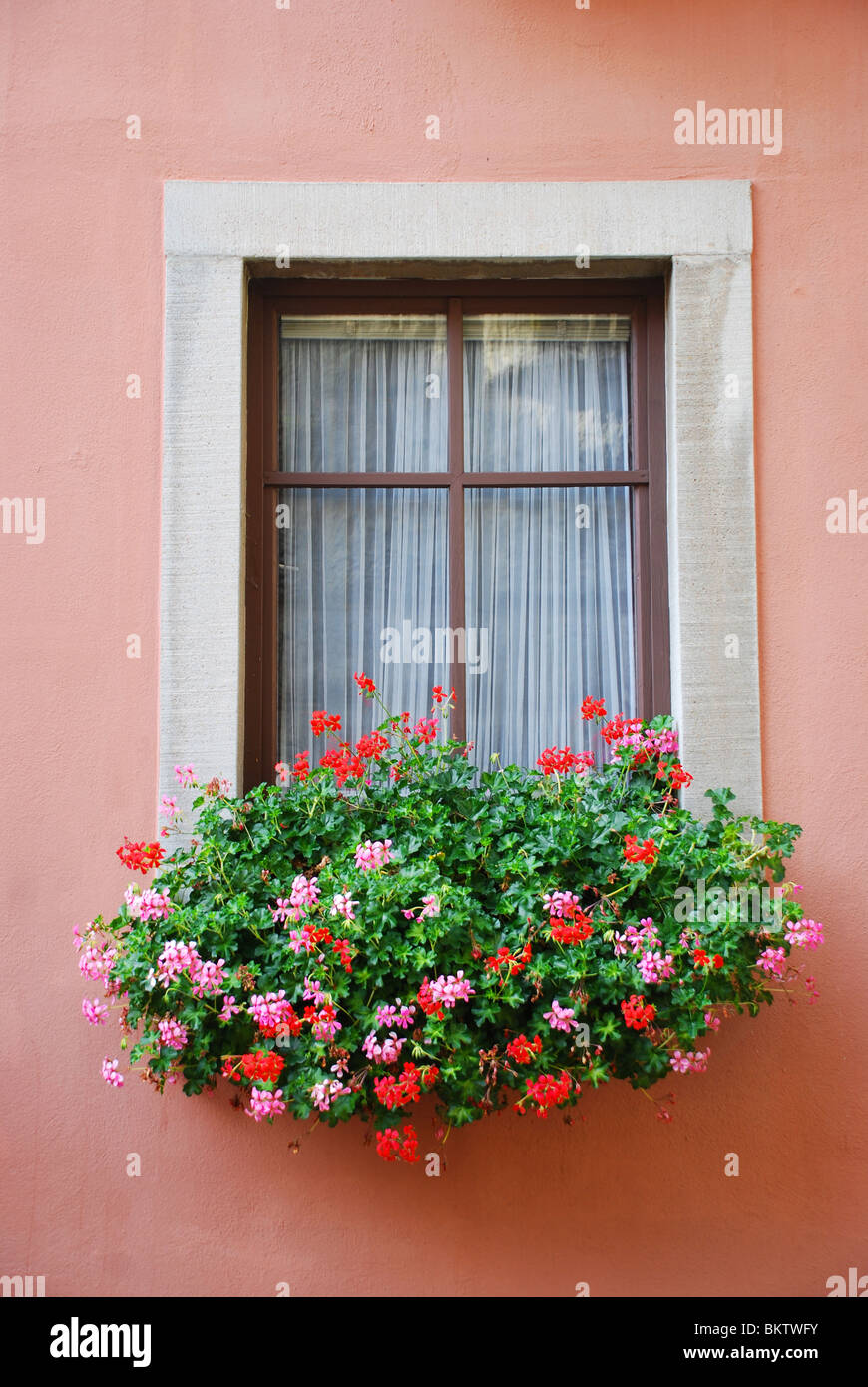 Ivy Geranium Window Box