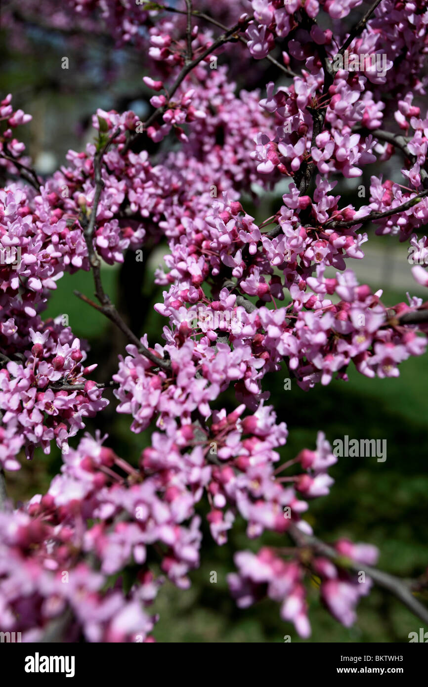 Eastern redbud in bloom hi-res stock photography and images - Alamy