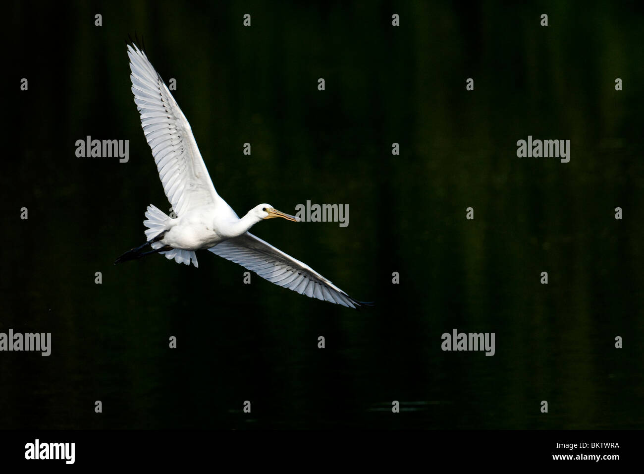 Lepelaar; Eurasian Spoonbill Stock Photo - Alamy