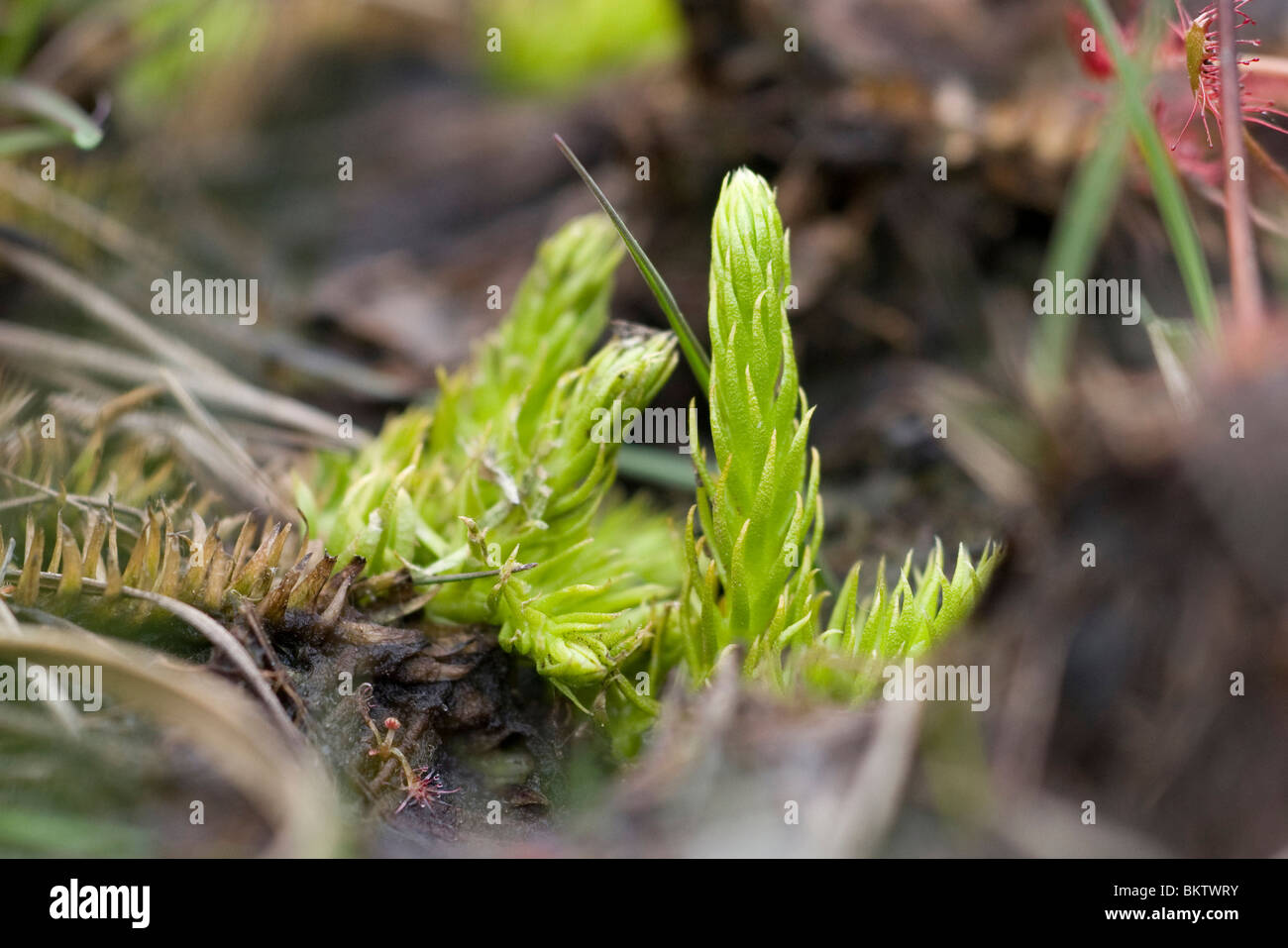 Marsh club moss hi-res stock photography and images - Alamy