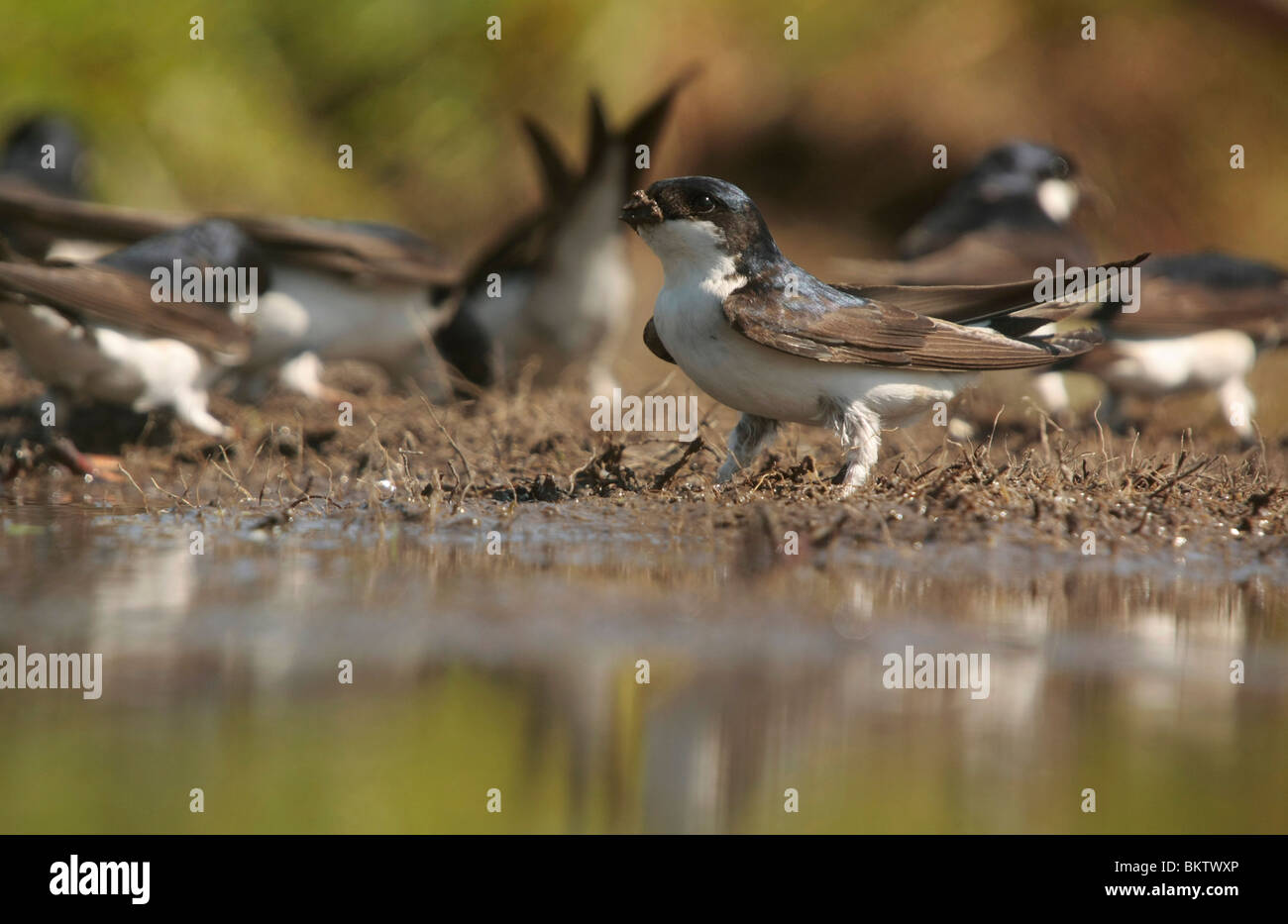 Huiszwaluwen bij een modderpoeltje; House Martins gathering mud Stock ...