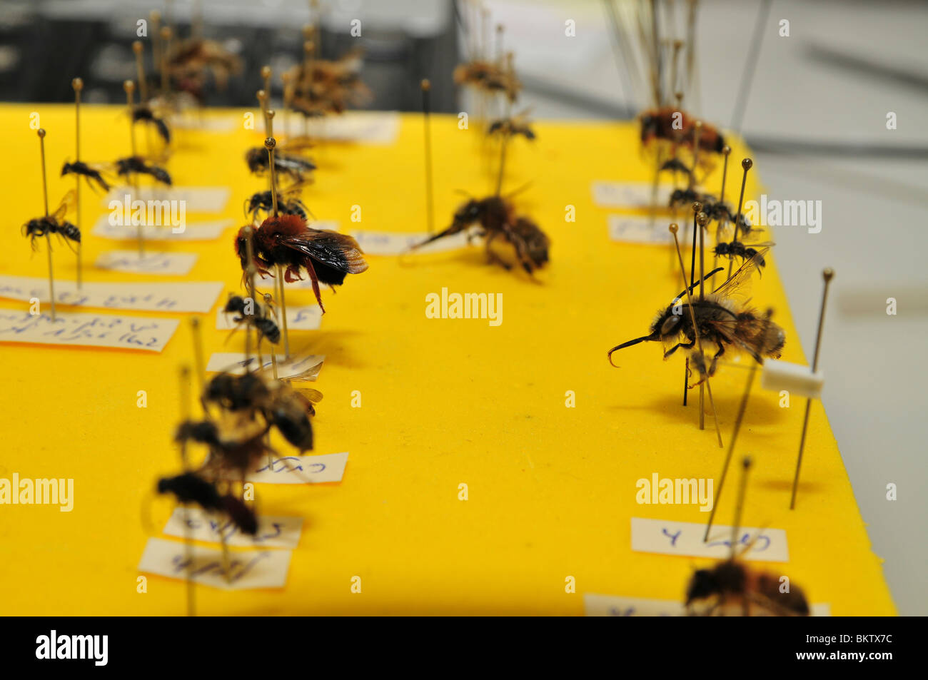 Insect collection Stock Photo - Alamy