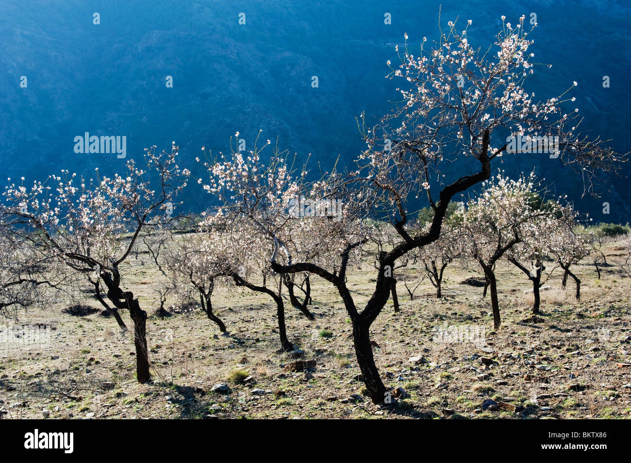 Almond trees with blossom on Alpujarras mountain slopes Stock Photo - Alamy