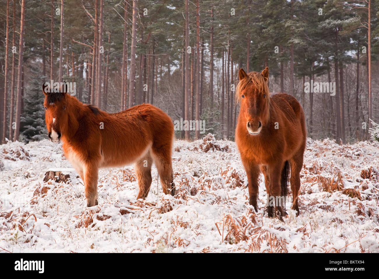 Pony in the new forest national park hi-res stock photography and ...