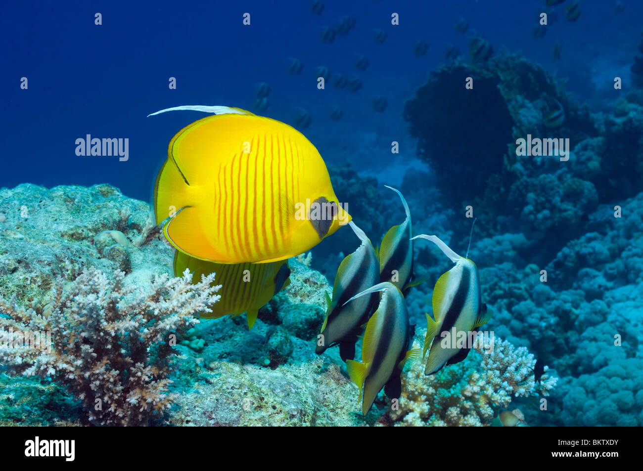 Golden butterflyfish (Chaetodon semilarvatus) and Red Sea bannerfish ...