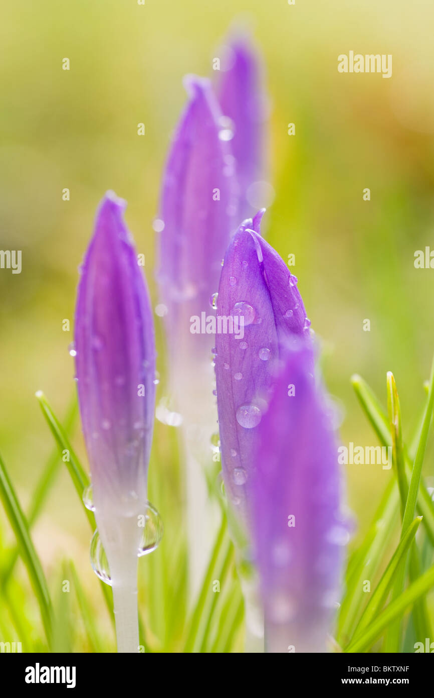 English plant hi-res stock photography and images - Alamy