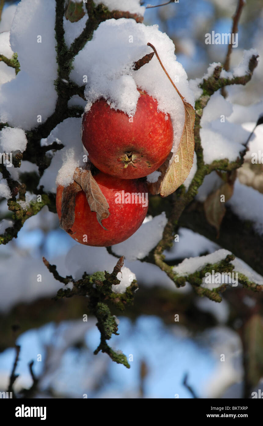 Appletree hi-res stock photography and images - Alamy
