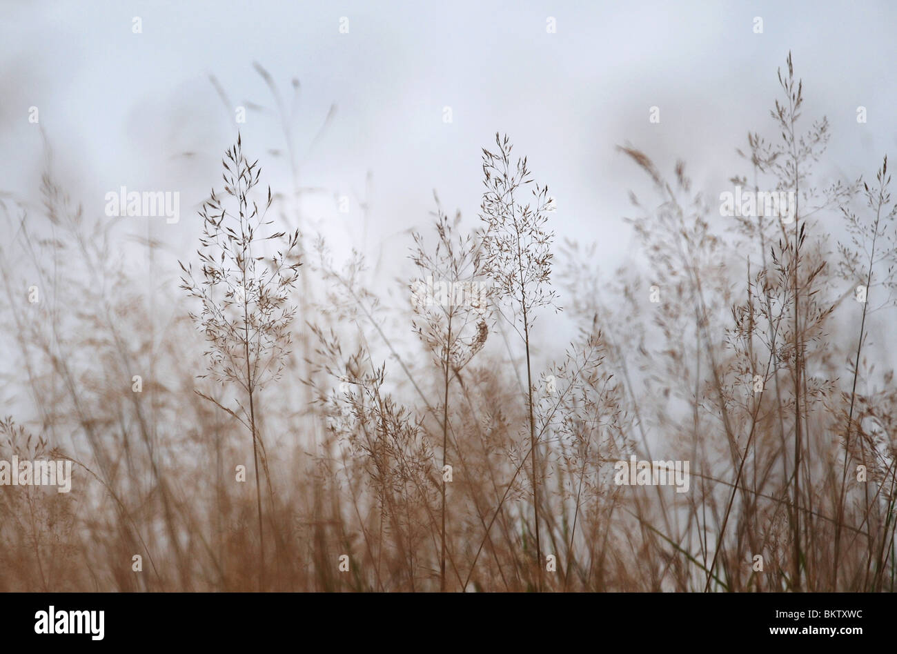 Grass sways hi-res stock photography and images - Alamy