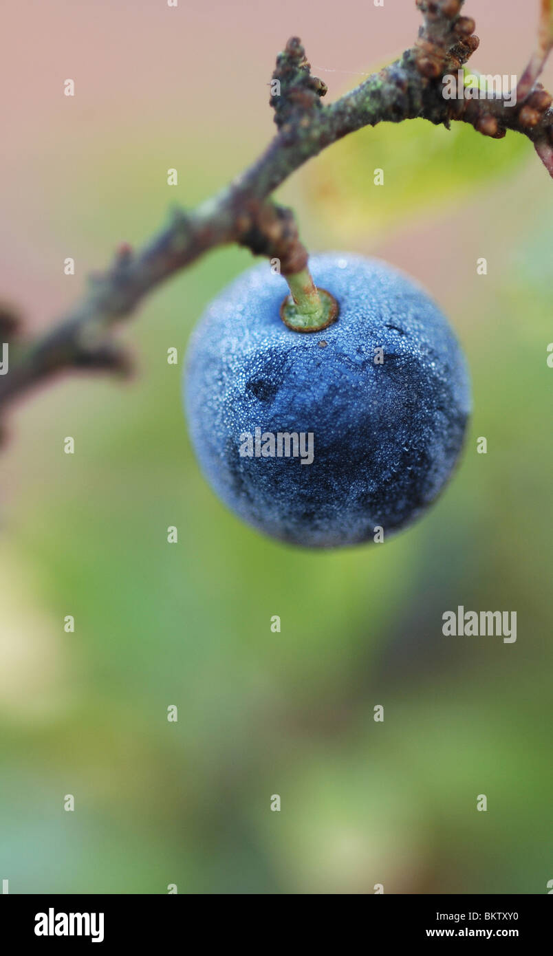 Blue Berry Trees High Resolution Stock Photography and Images - Alamy