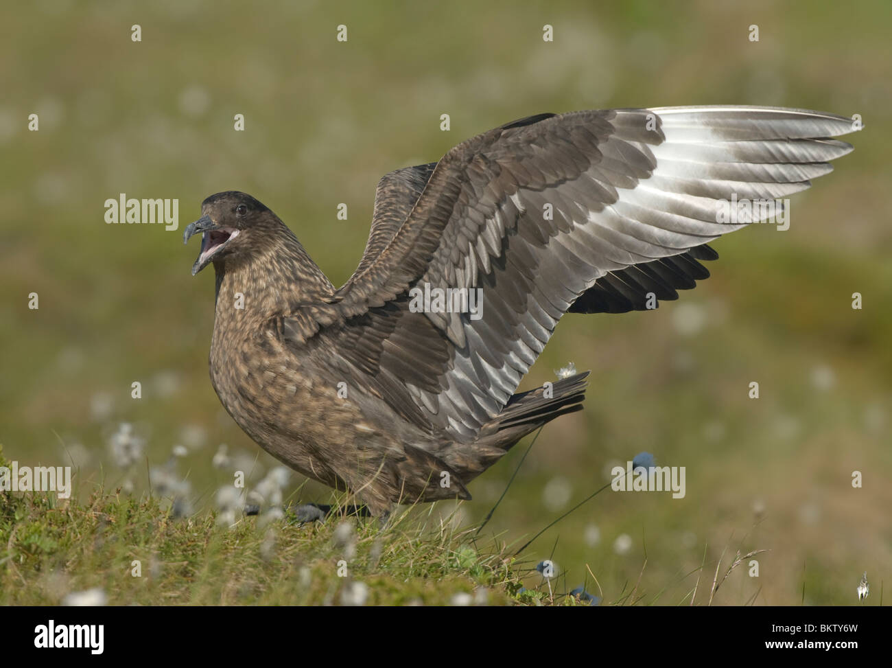 Wingclapping Great Skua Stock Photo - Alamy