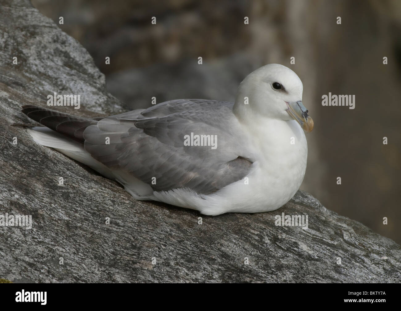 Noordse stormvogel;Northern Fulmar Stock Photo - Alamy