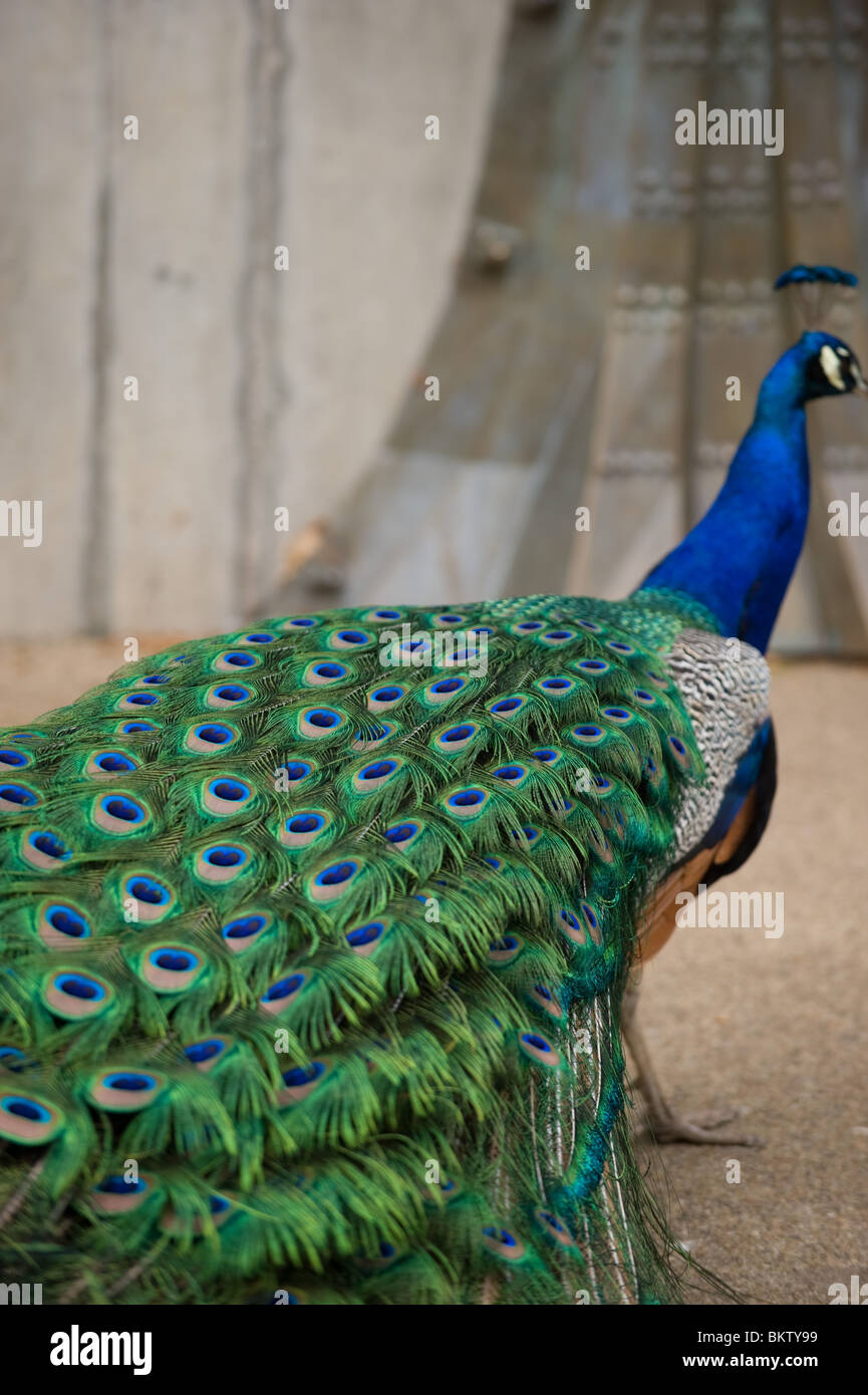 Close-up of peacock plumage showing vivid colours, UK 2010 Stock Photo ...