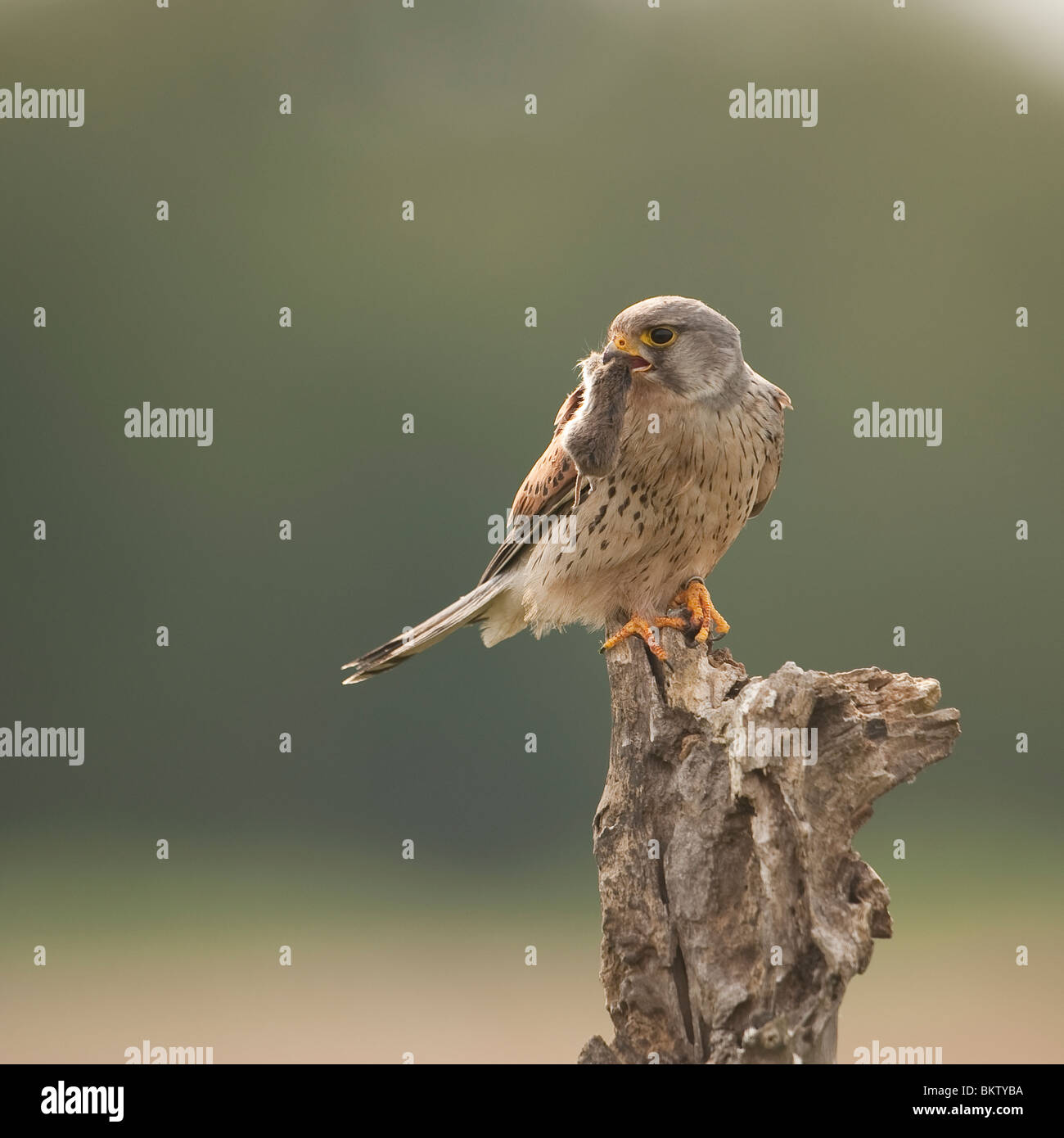 Common Kestrel in dead tree top with prey Stock Photo - Alamy