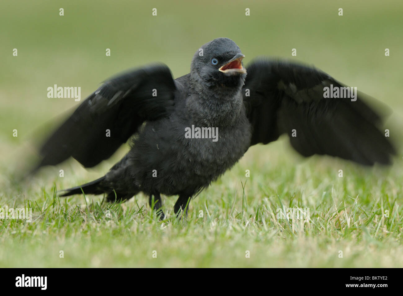 Kauw hi-res stock photography and images - Alamy