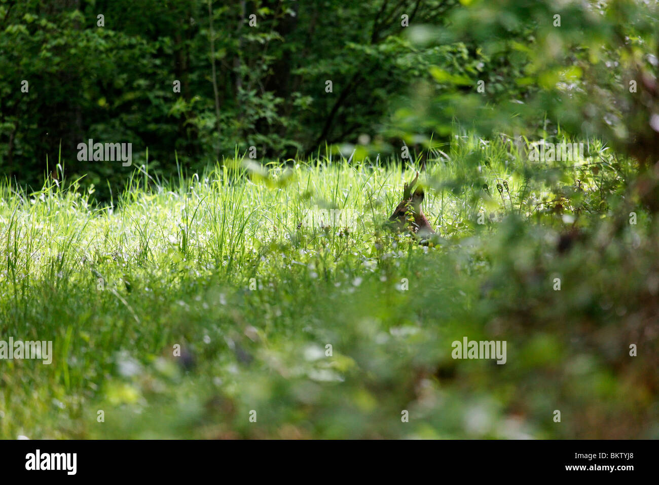 Chevreuil hi-res stock photography and images - Alamy
