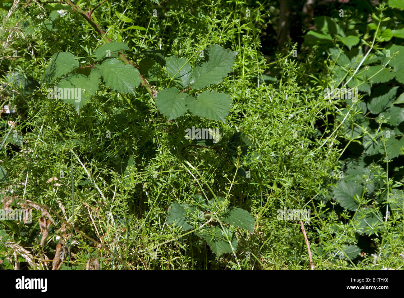 A tangle of weeds Stock Photo - Alamy