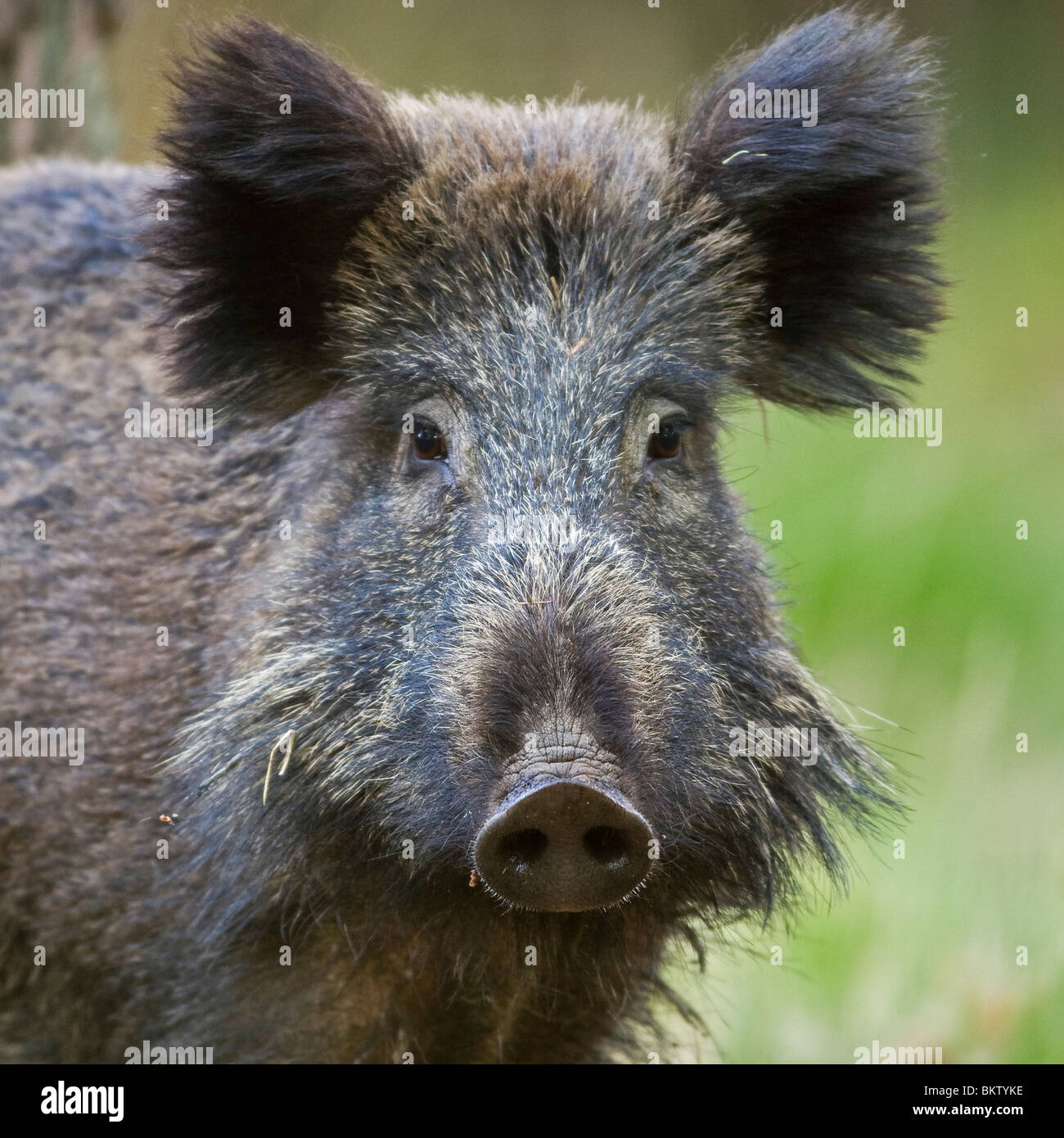 Portret van een wild zwijn; Portrait of a wild boar Stock Photo - Alamy