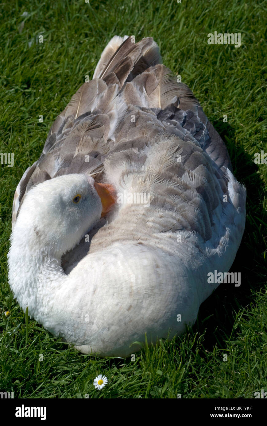 Sleeping goose hi-res stock photography and images - Alamy