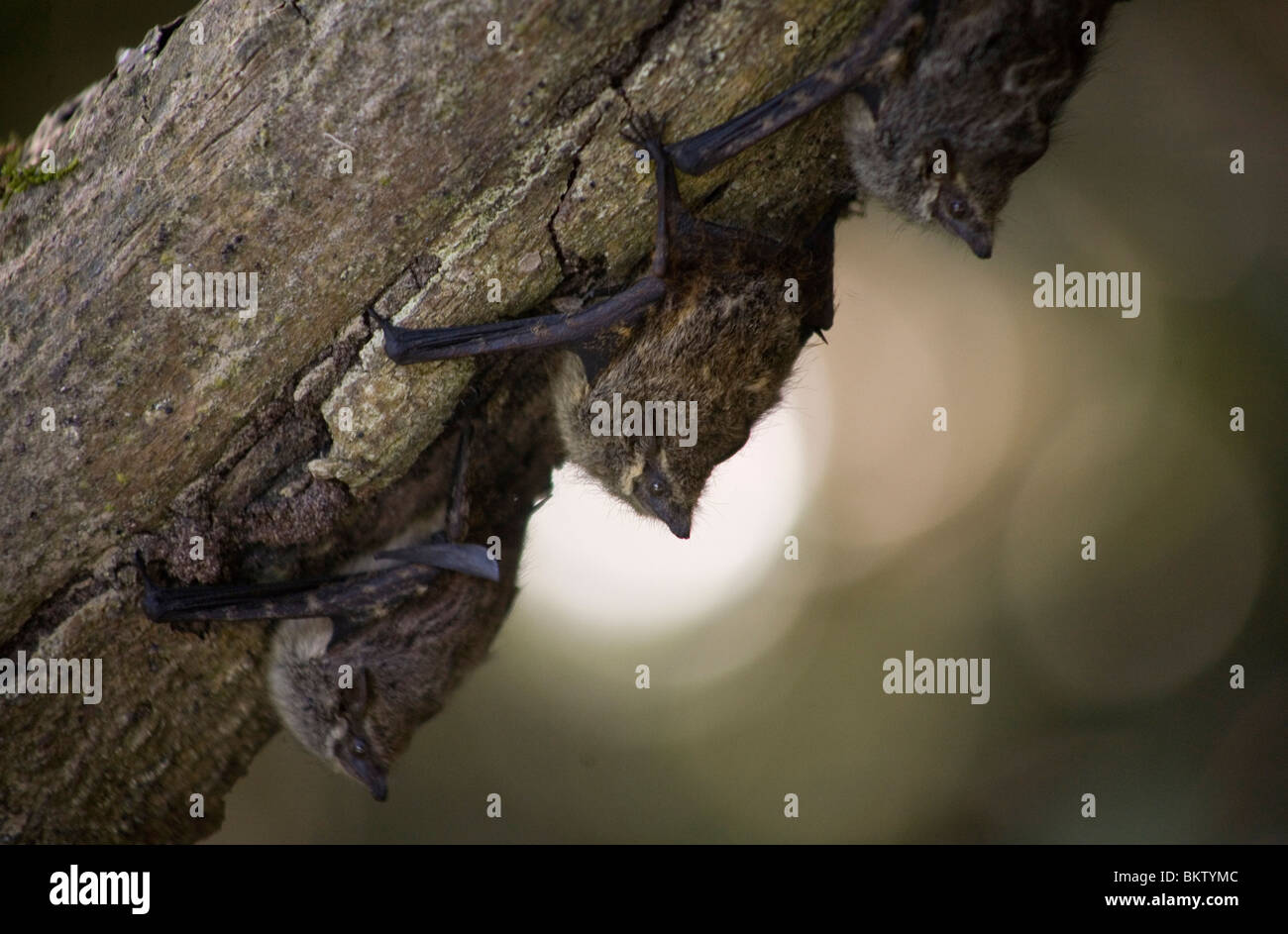 Bats perch on a tree along the Tzendales River in the Montes Azules ...
