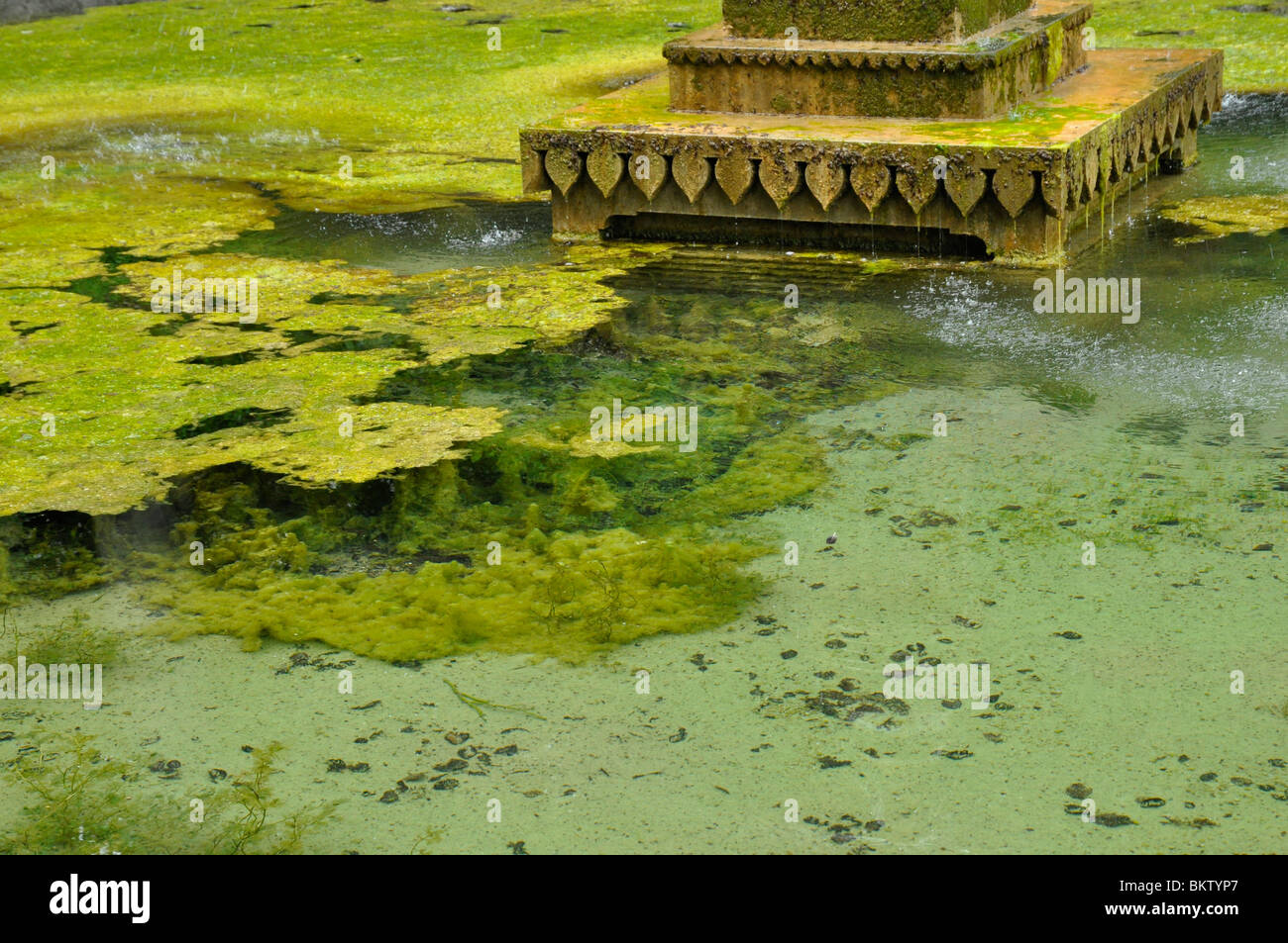 Pond Water with Algae Stock Photo - Alamy