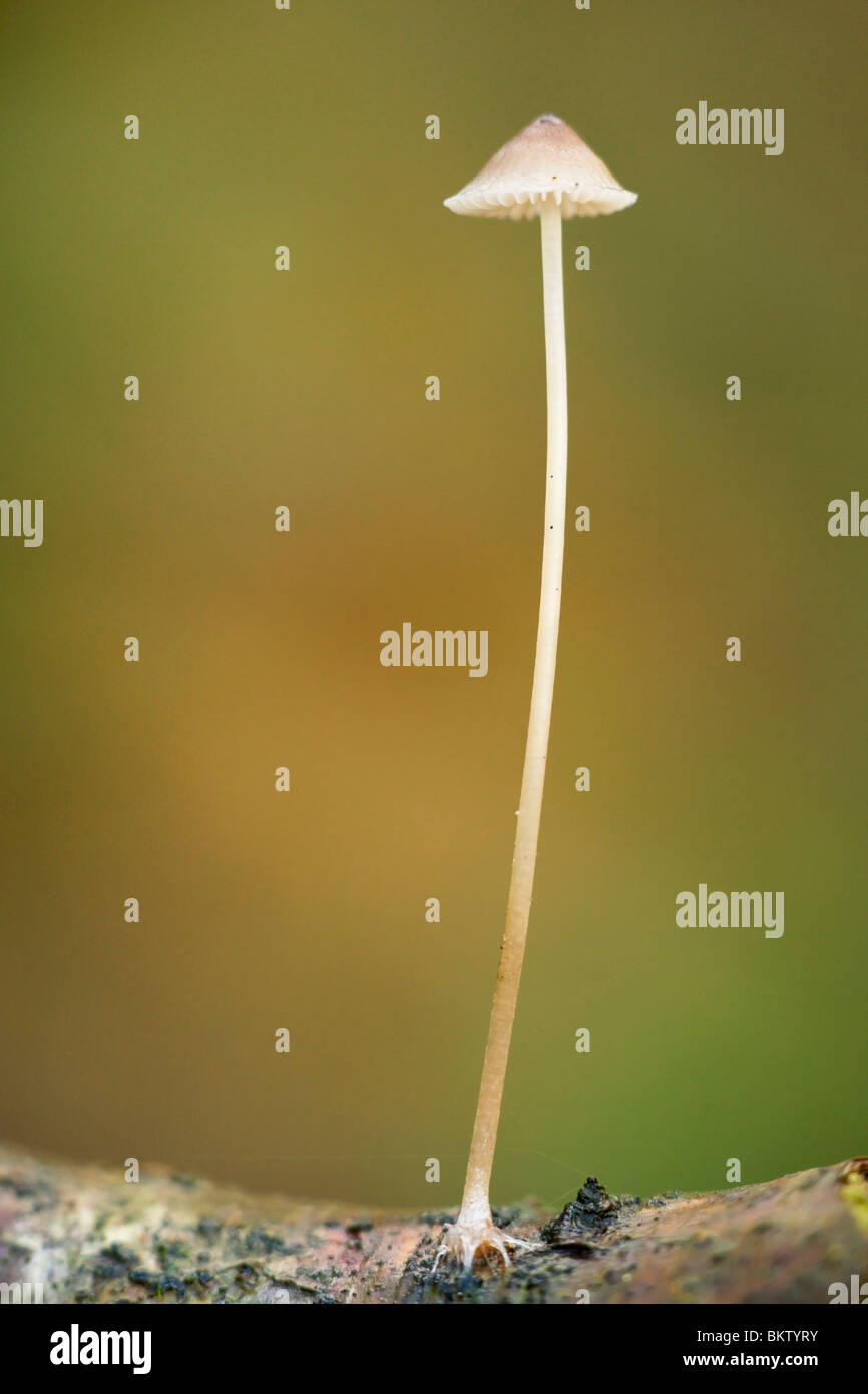 Beechleaf Bonnet (Mycena capillaris Stock Photo - Alamy