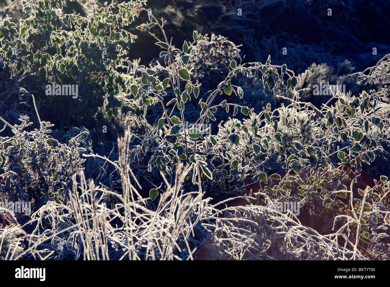 frost on brazilian winter Stock Photo - Alamy