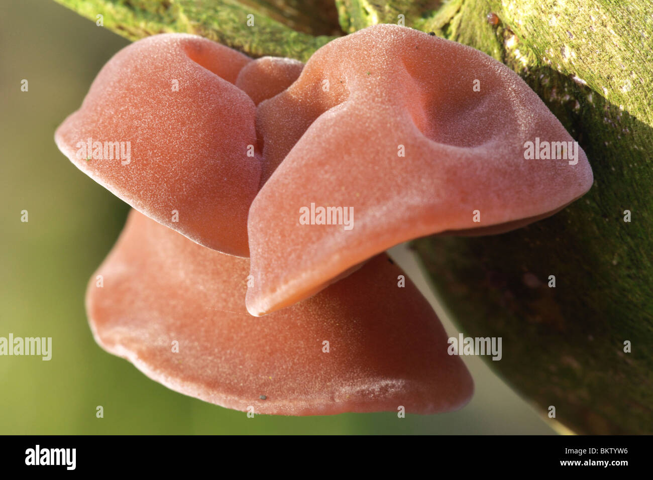 Jelly ear (Hirneola auricula judae Stock Photo - Alamy