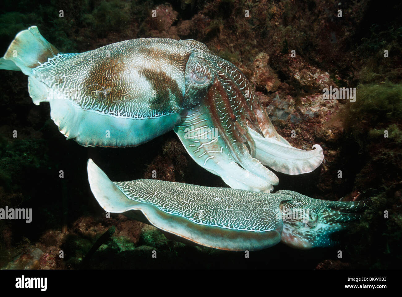 Giant cuttlefish (Sepia apama) males in courtship battle. Spencer Gulf ...