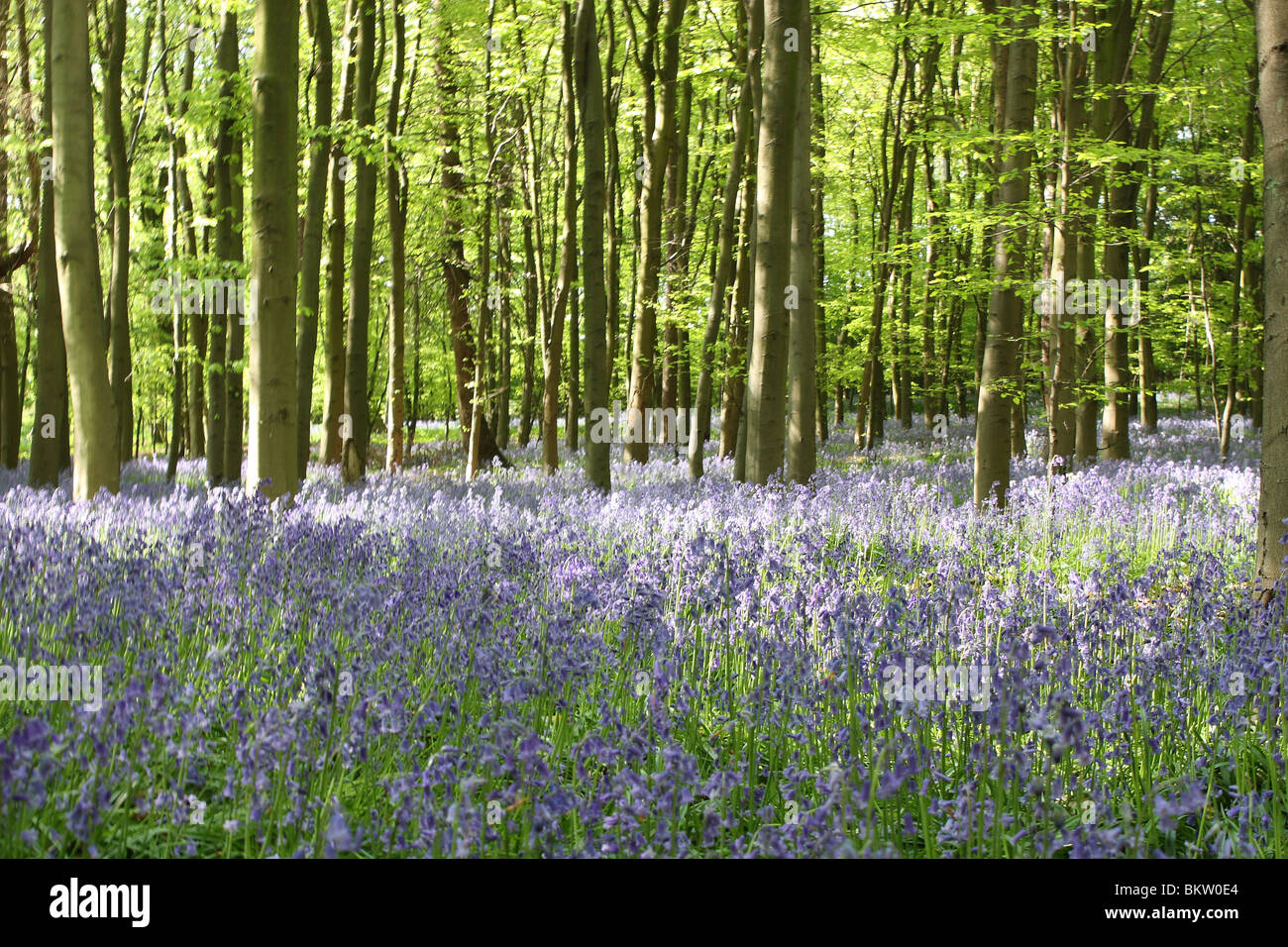 Bluebells in a wood, dappled with sunlight Stock Photo - Alamy