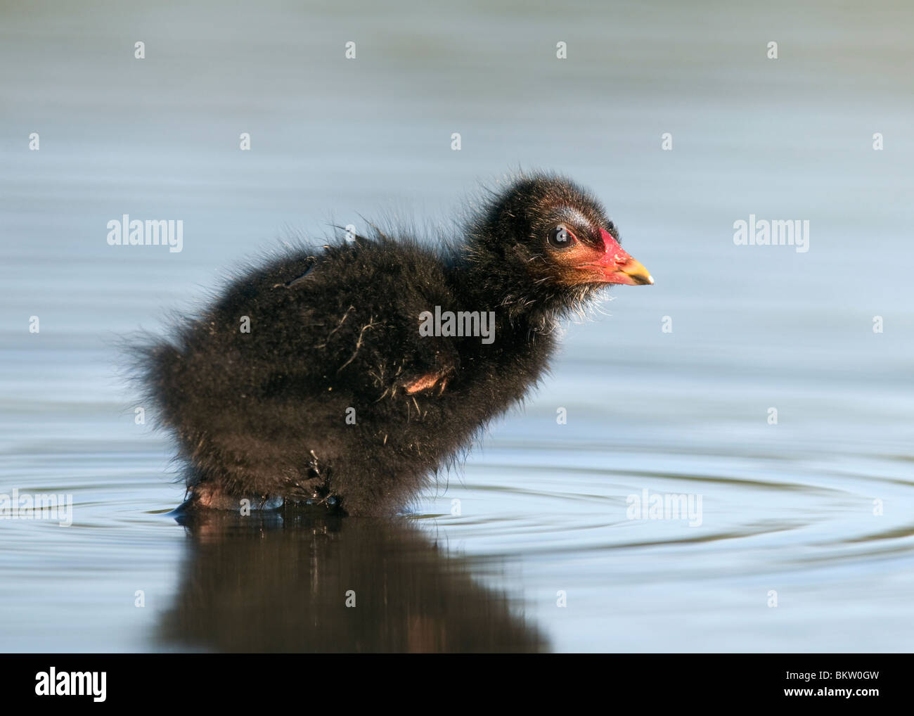 Waterhoen hi-res stock photography and images - Alamy