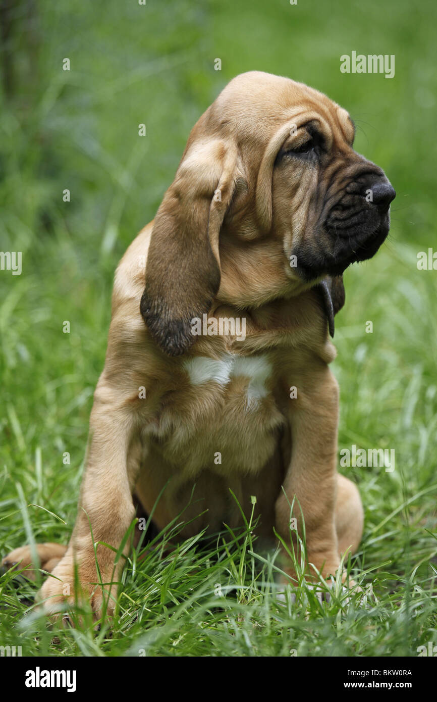 sitzender Bluthund Welpe / sitting Bloodhound Puppy Stock Photo - Alamy