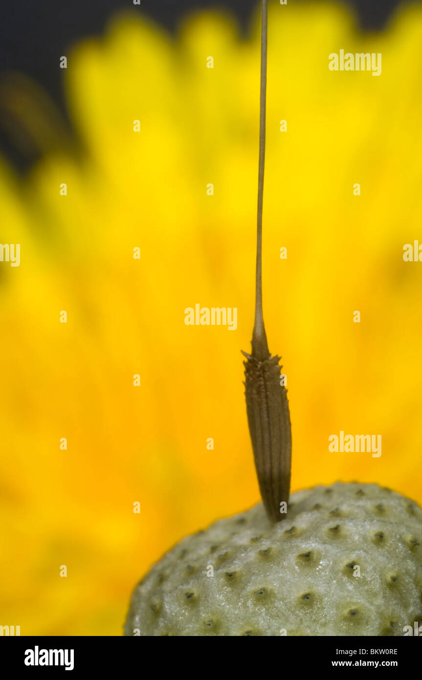 A single dandelion seed still attached to the seed head, yellow ...