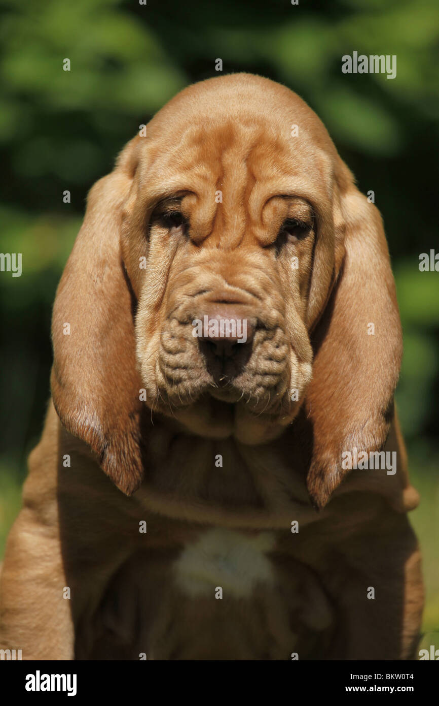 Bluthund Welpe Portrait / Bloodhound Puppy Portrait Stock Photo - Alamy
