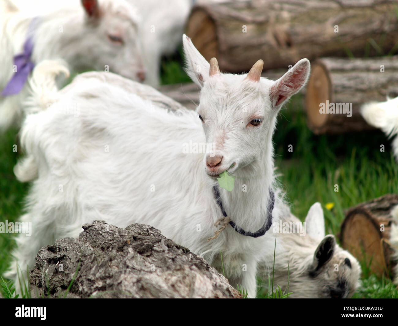 Small white goat cubs on farm eating grass Stock Photo - Alamy