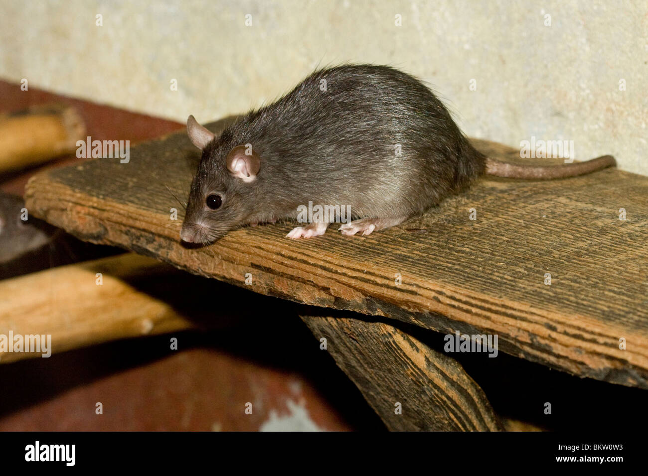 Zwarte rat; Black Rat Stock Photo - Alamy