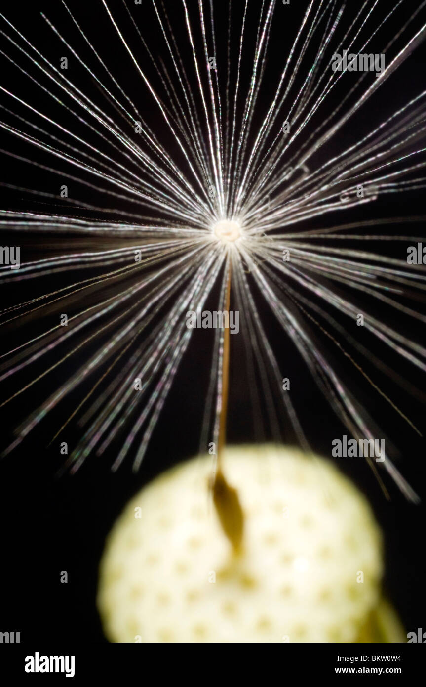 A single dandelion seed still attached to the seed head, black ...