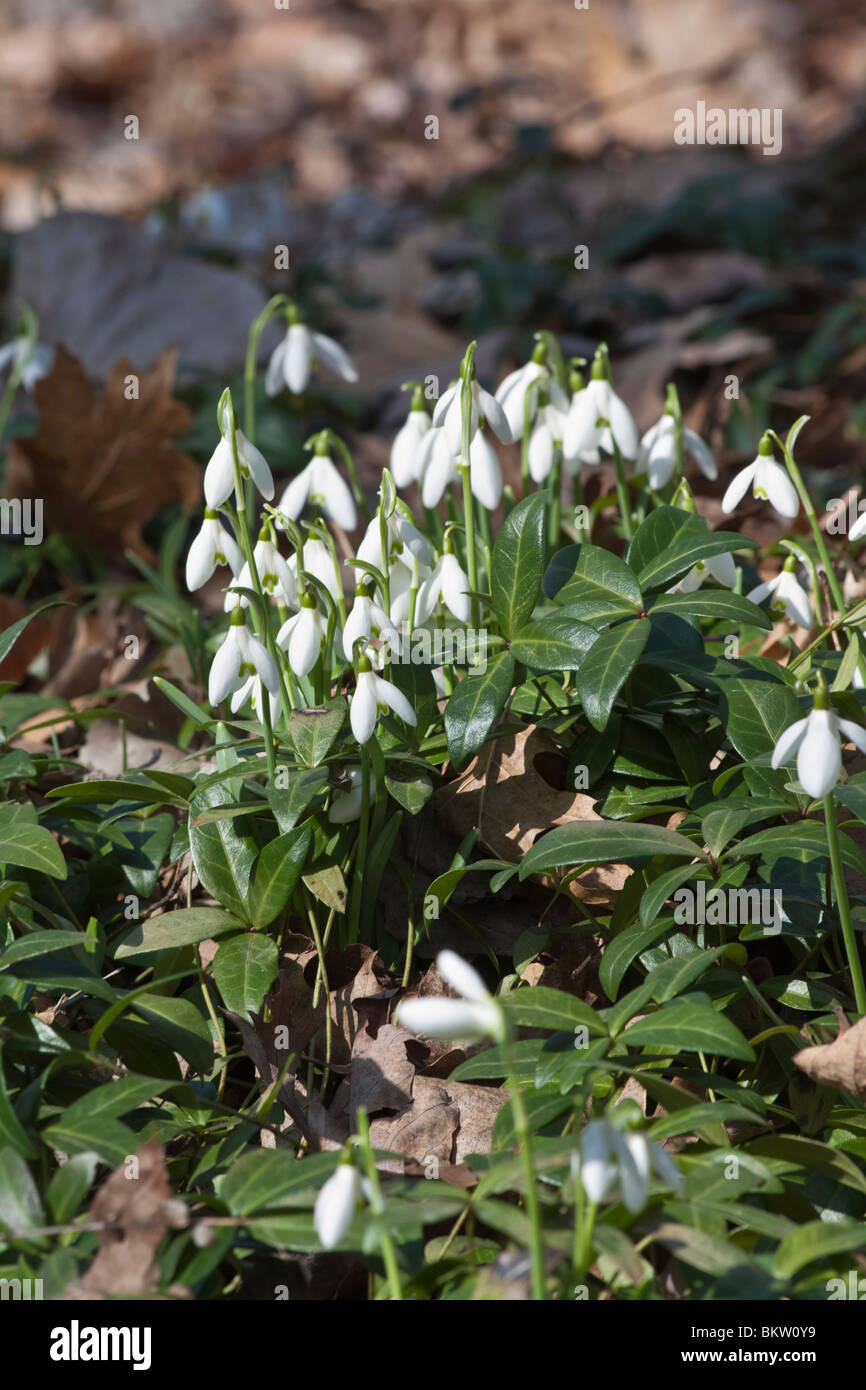 White Snowdrops Purple Crocus Chrysanthus flowers blurred blurry ...
