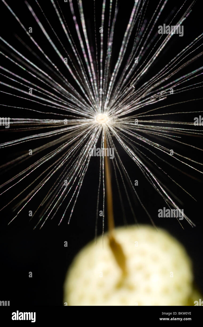 A single dandelion seed still attached to the seed head, black ...
