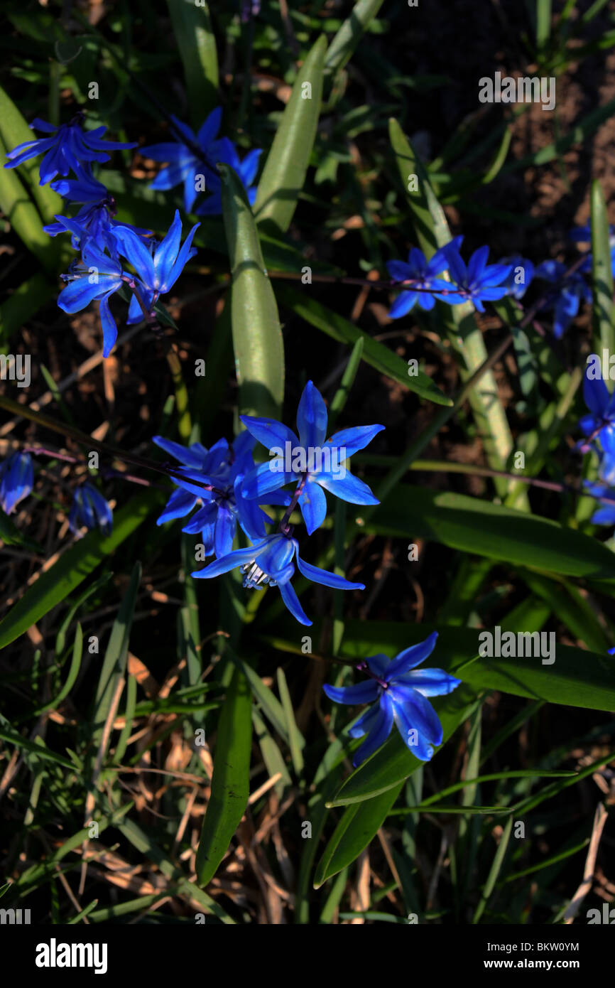 Small blue flowers Stock Photo - Alamy